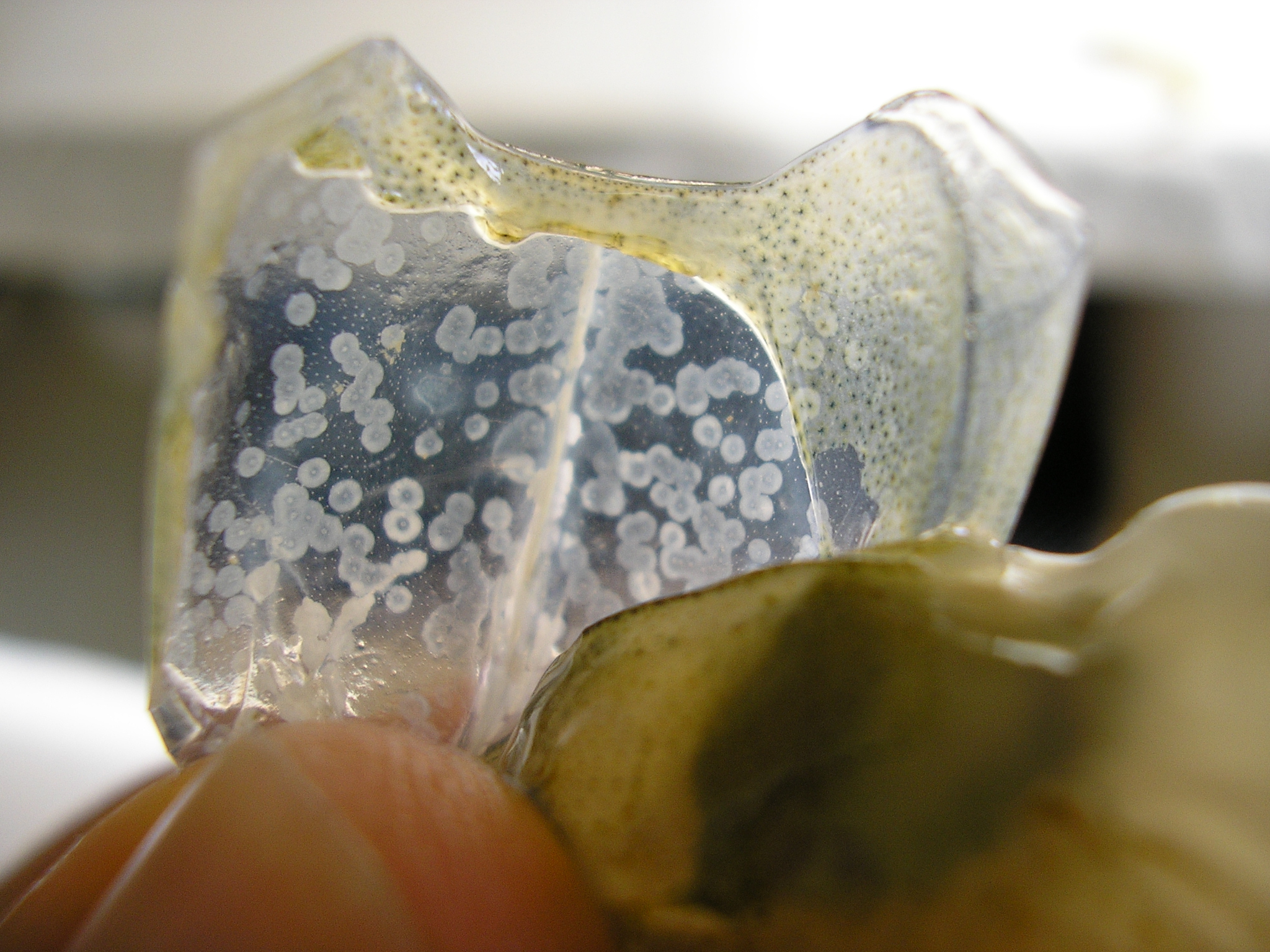 Genics Shrimp Multipath exceeds world standards in pathogen testing ...